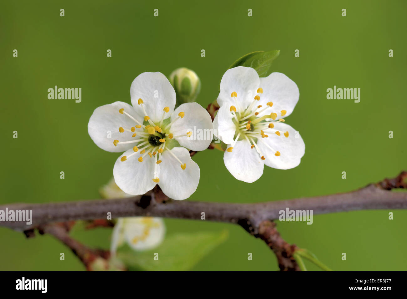 Plum is a fruit of the subgenus Prunus of the genus Prunus, flowers in ...