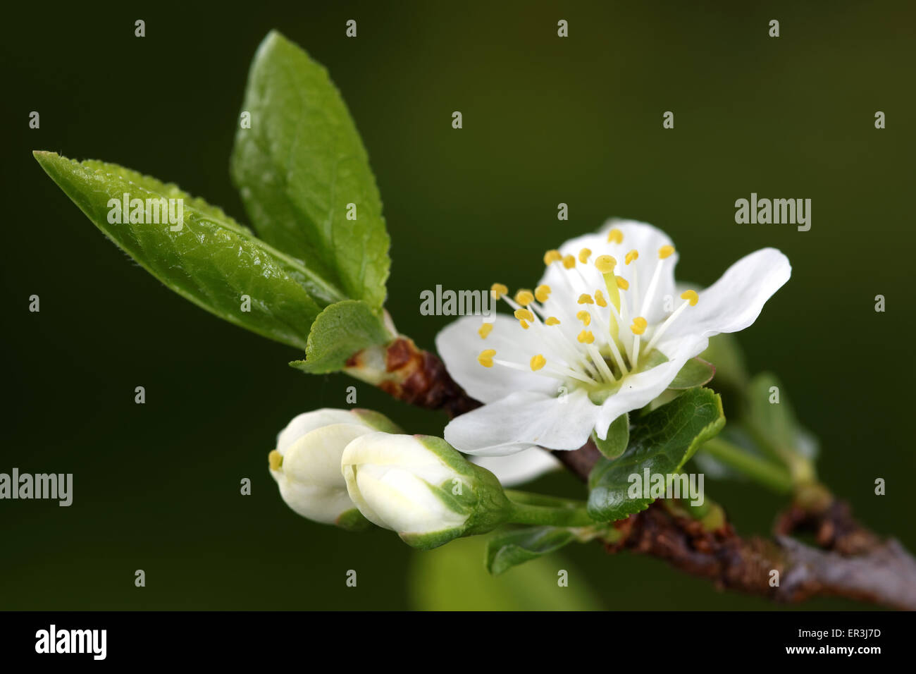 Plum is a fruit of the subgenus Prunus of the genus Prunus, flowers in ...