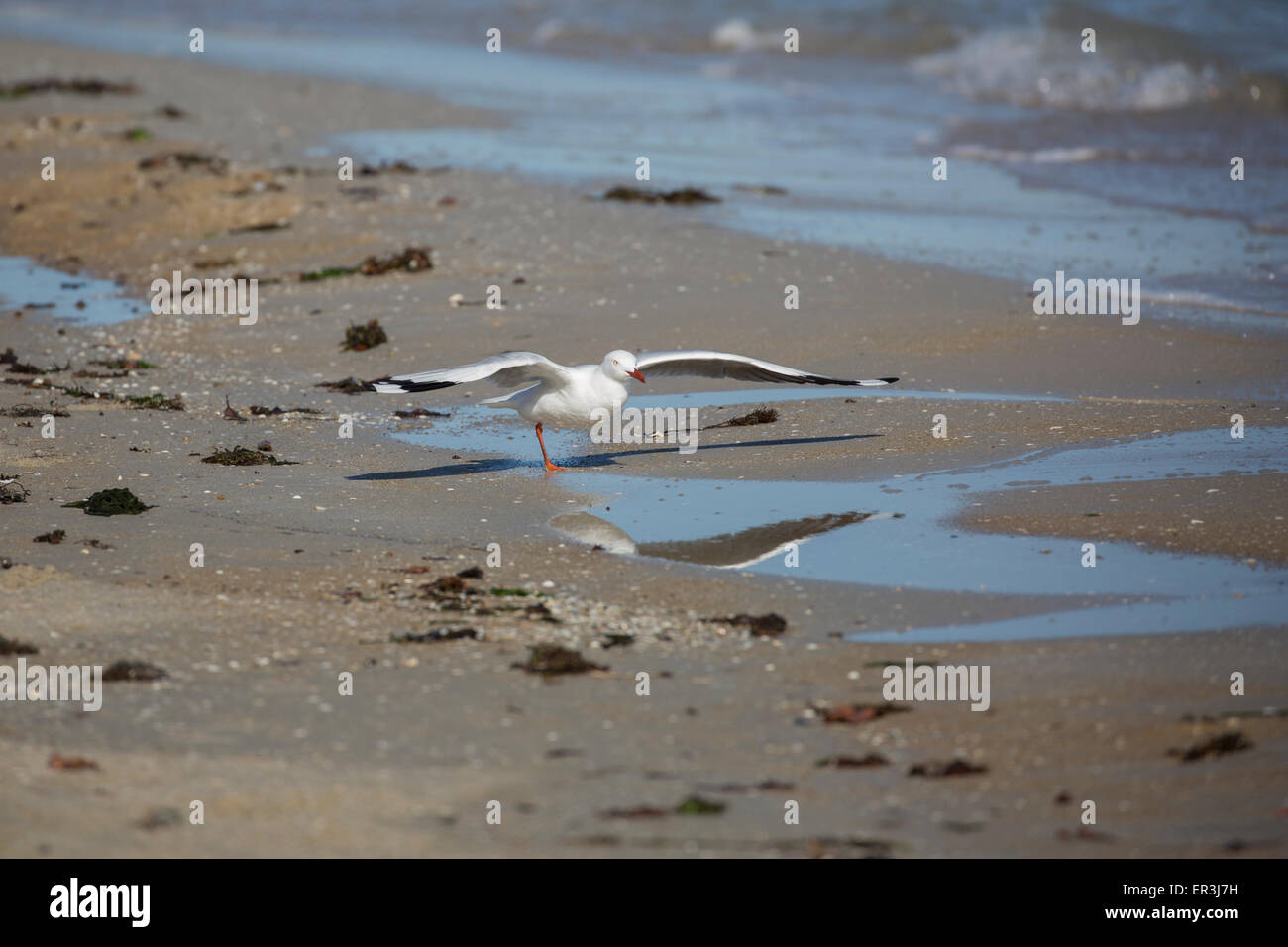 Seagull tail hi-res stock photography and images - Alamy