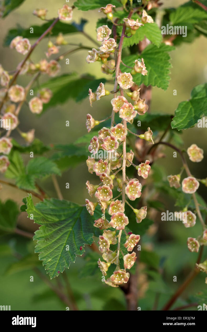 Flowers of red currant in the end of May Stock Photo - Alamy