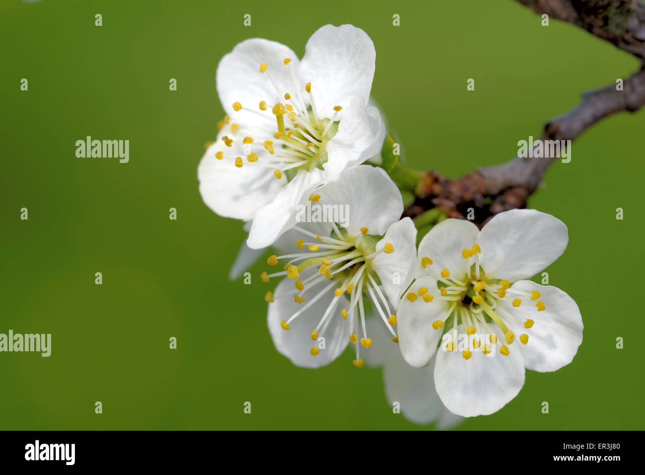 Plum is a fruit of the subgenus Prunus of the genus Prunus, flowers in ...