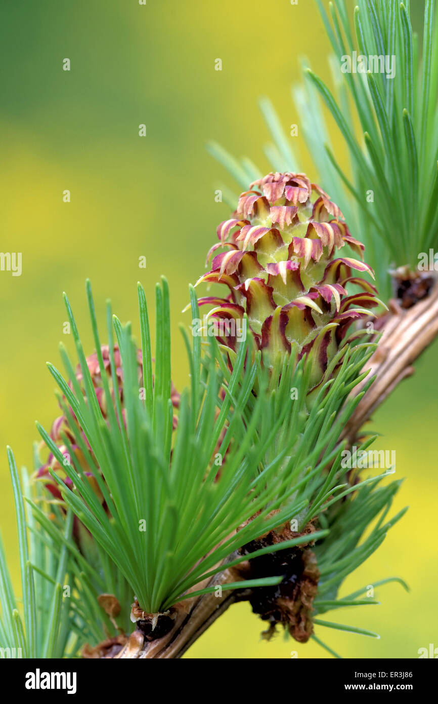 Cone tree hi-res stock photography and images - Alamy