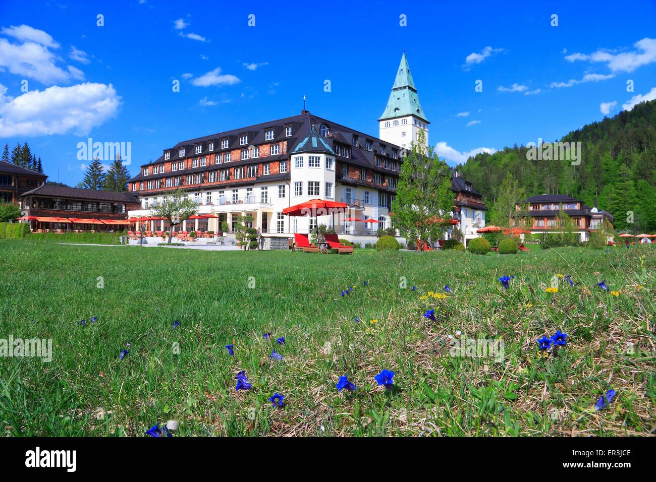 Elmau castle near Kruen with blooming gentians (lat. Gentiana clusii ...
