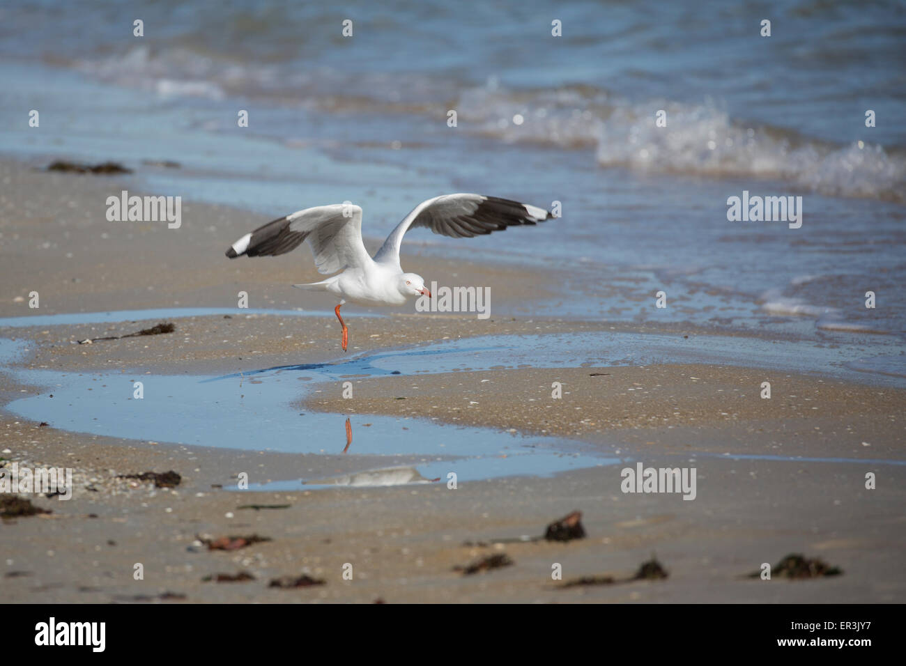 Seagull tail hi-res stock photography and images - Alamy