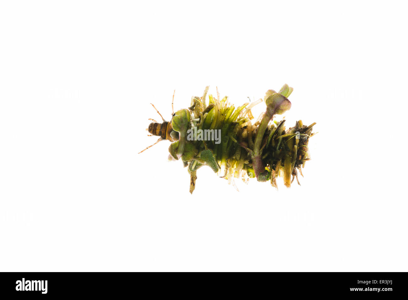 Case of insect caddis fly larva made from cut leaves and organic ...