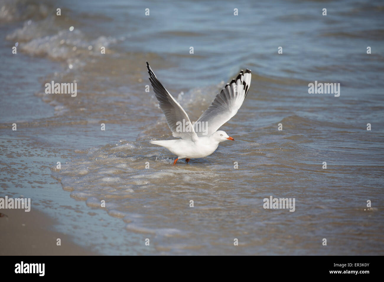 Seagull tail hi-res stock photography and images - Alamy