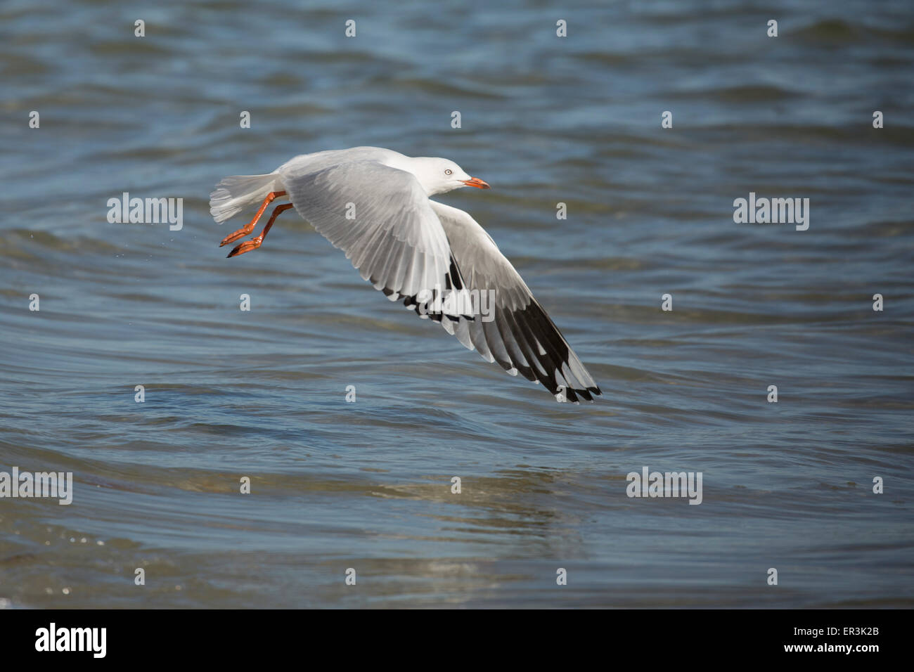 Seagull tail hi-res stock photography and images - Alamy