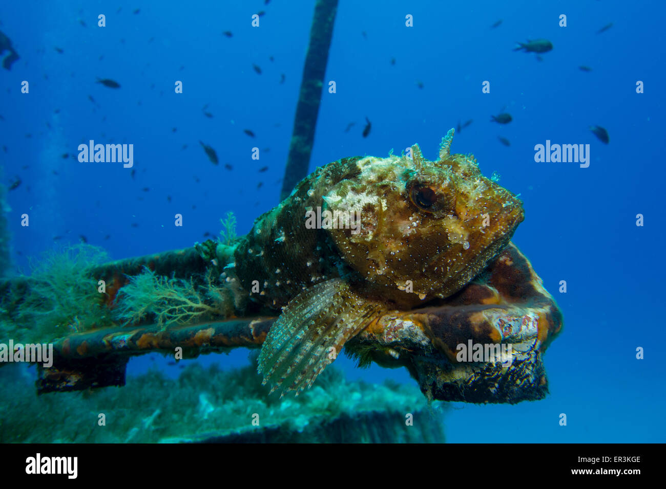 Algae covered wreck hi-res stock photography and images - Alamy