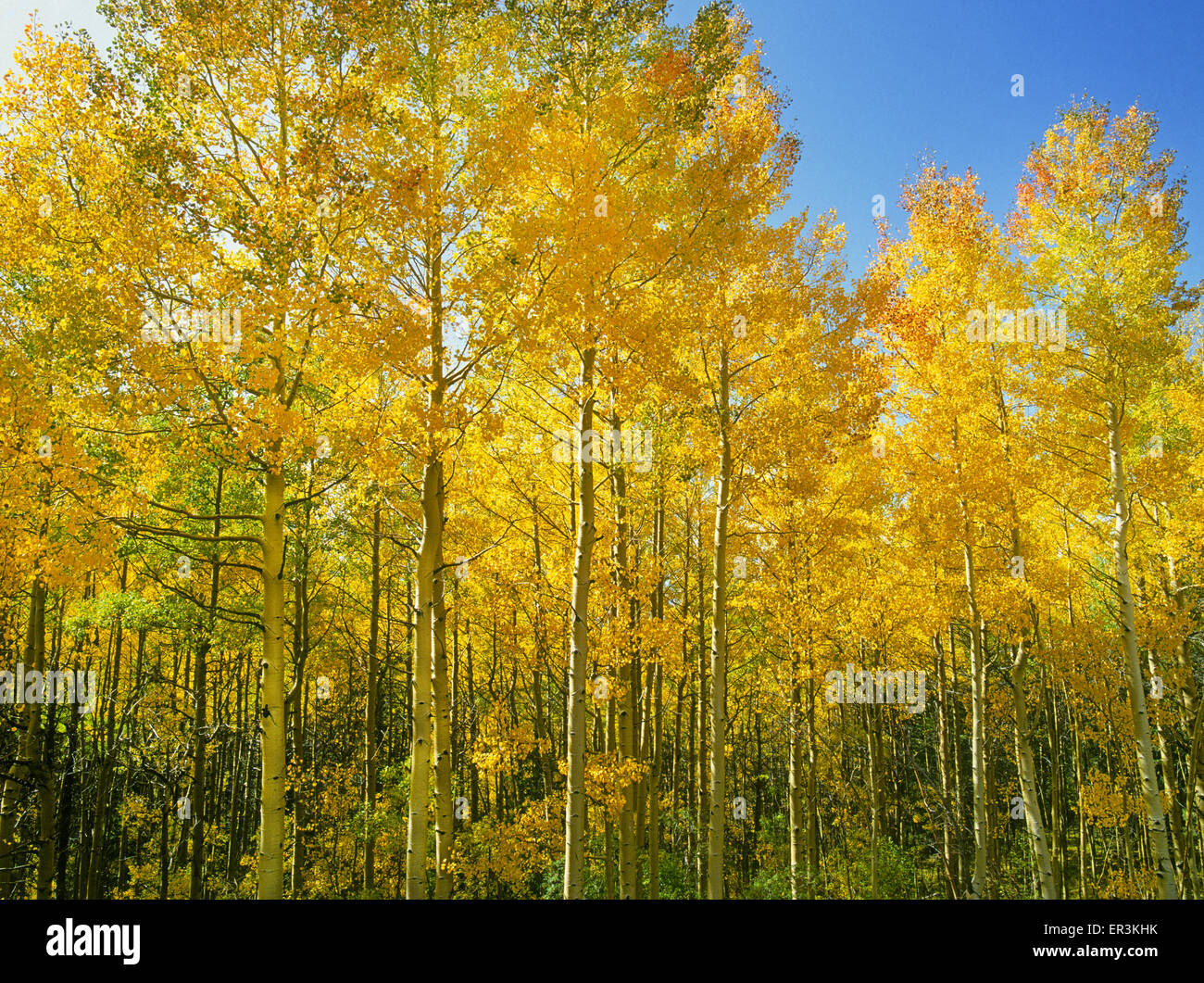 An aspen forest in the autumn in the Gila National forest in ...