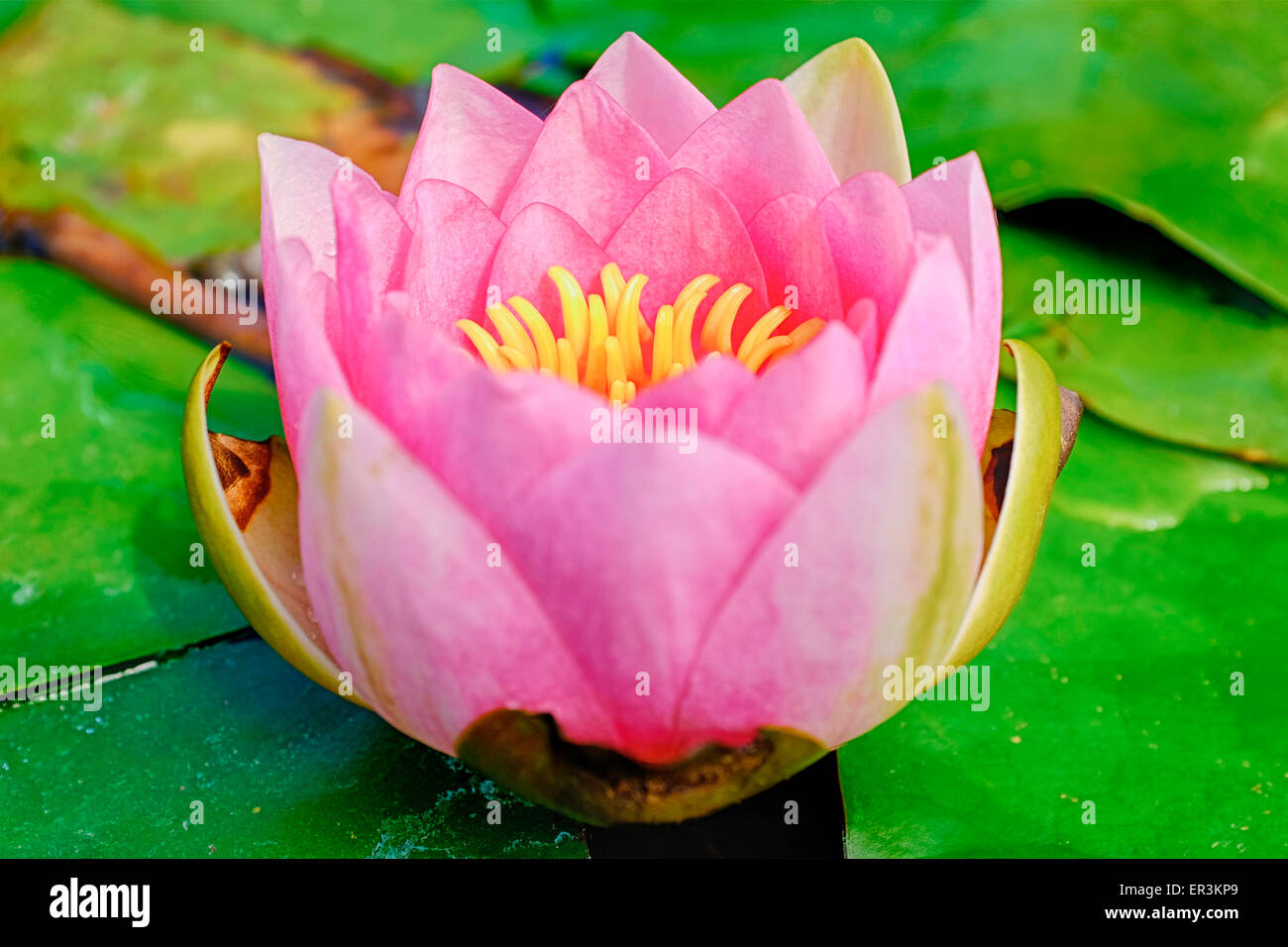 What is of water water lily hi-res stock photography and images - Alamy