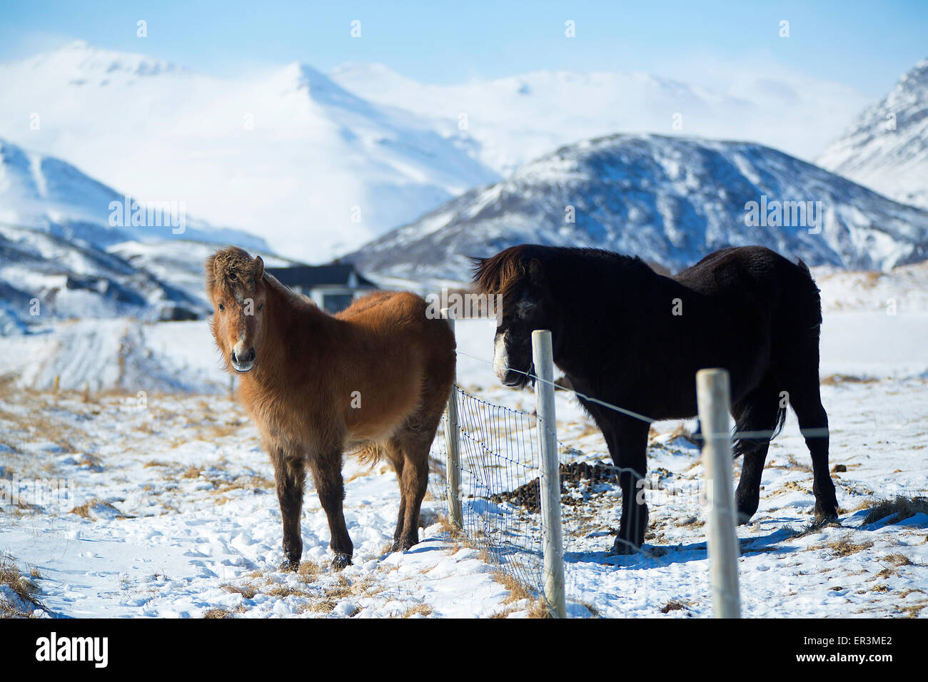 Two Icelandic ponies on a meadow in winter Stock Photo - Alamy