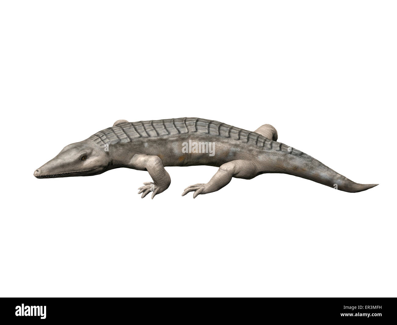 Chroniosuchus is an extinct animal from the Paleozoic Era Stock Photo ...