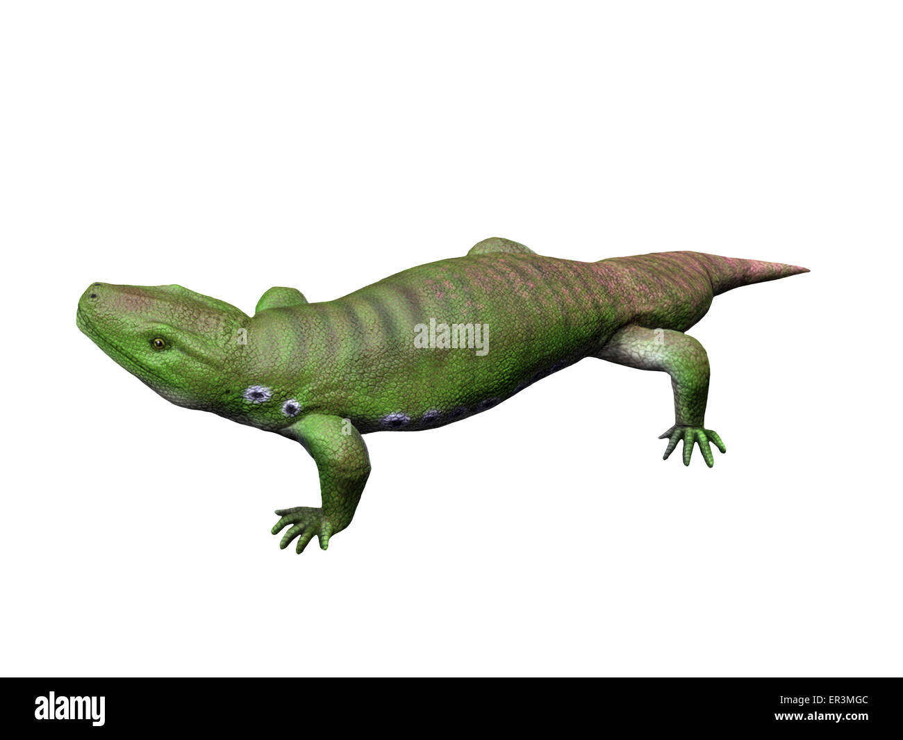 Seymouria is a reptiliomorph from the Early Permian period of Texas ...