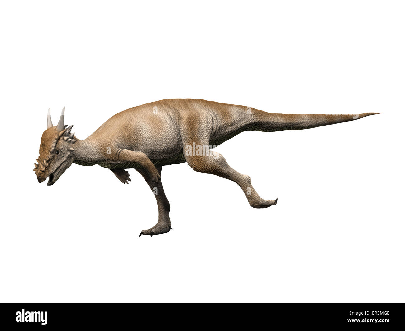 Stygimoloch is a pachycephalosaurid dinosaur from the Late Cretaceous ...