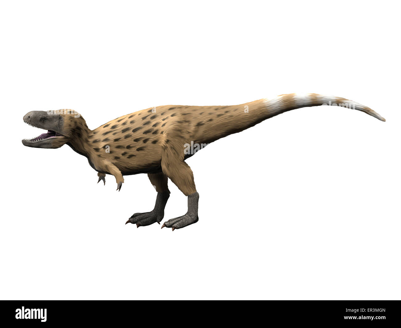 Tyrannosaurid theropod dinosaur hi-res stock photography and images - Alamy