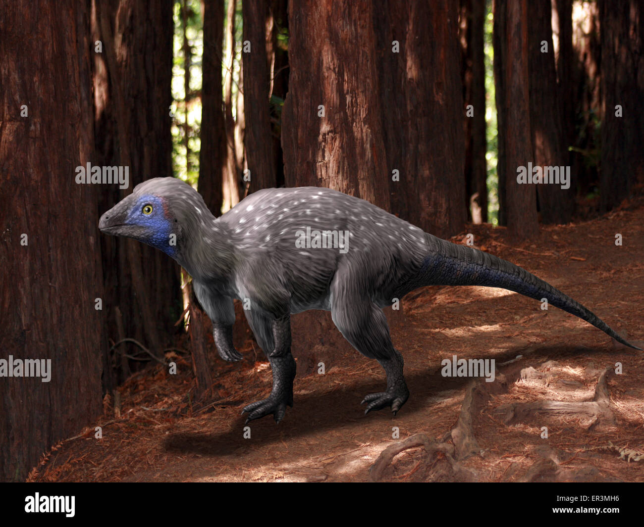Kulindadromeus is a neornithischian from the Jurassic period of Siberia ...