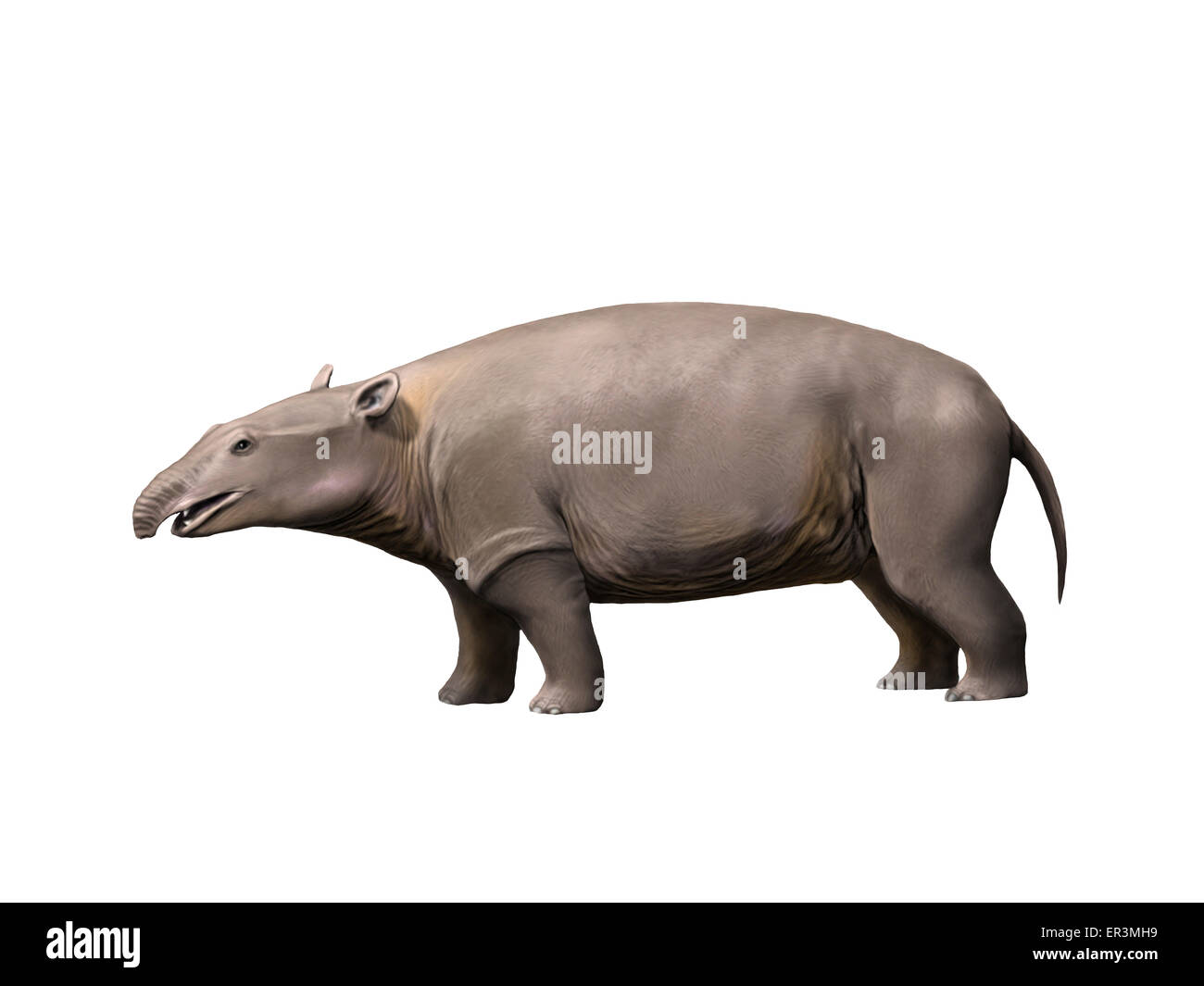 Moeritherium is a proboscidian from the Eocene epoch of Egypt Stock ...