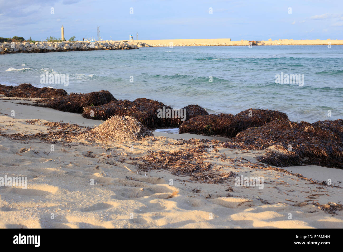 brown seaweed algae on rock in sunset Stock Photo - Alamy