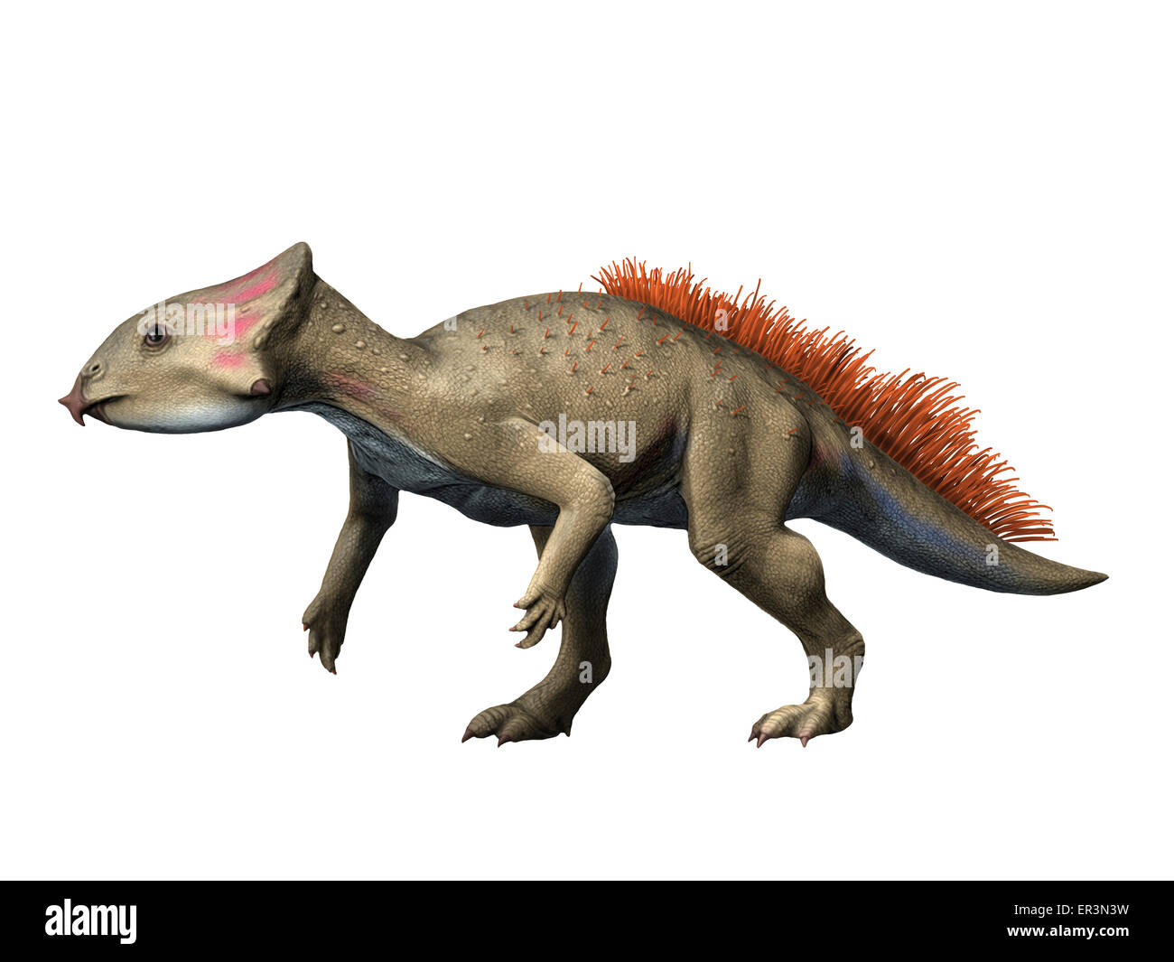 Aquilops is a ceratopsiam from the Early Cretaceous period of Montana ...