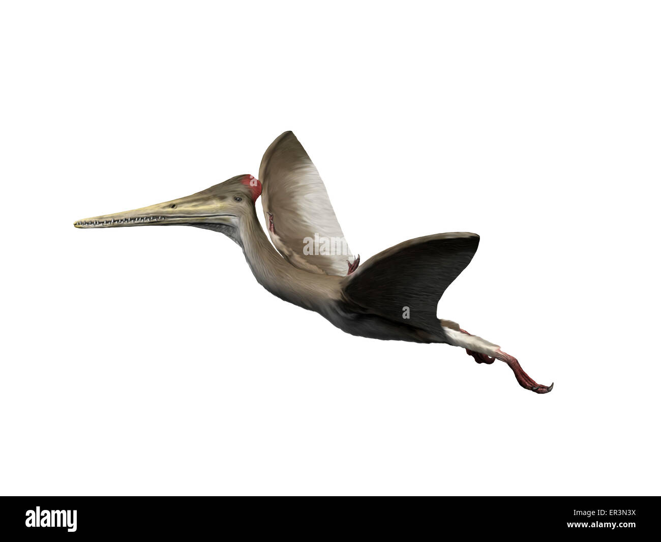 Kryptodrakon progenitor hi-res stock photography and images - Alamy