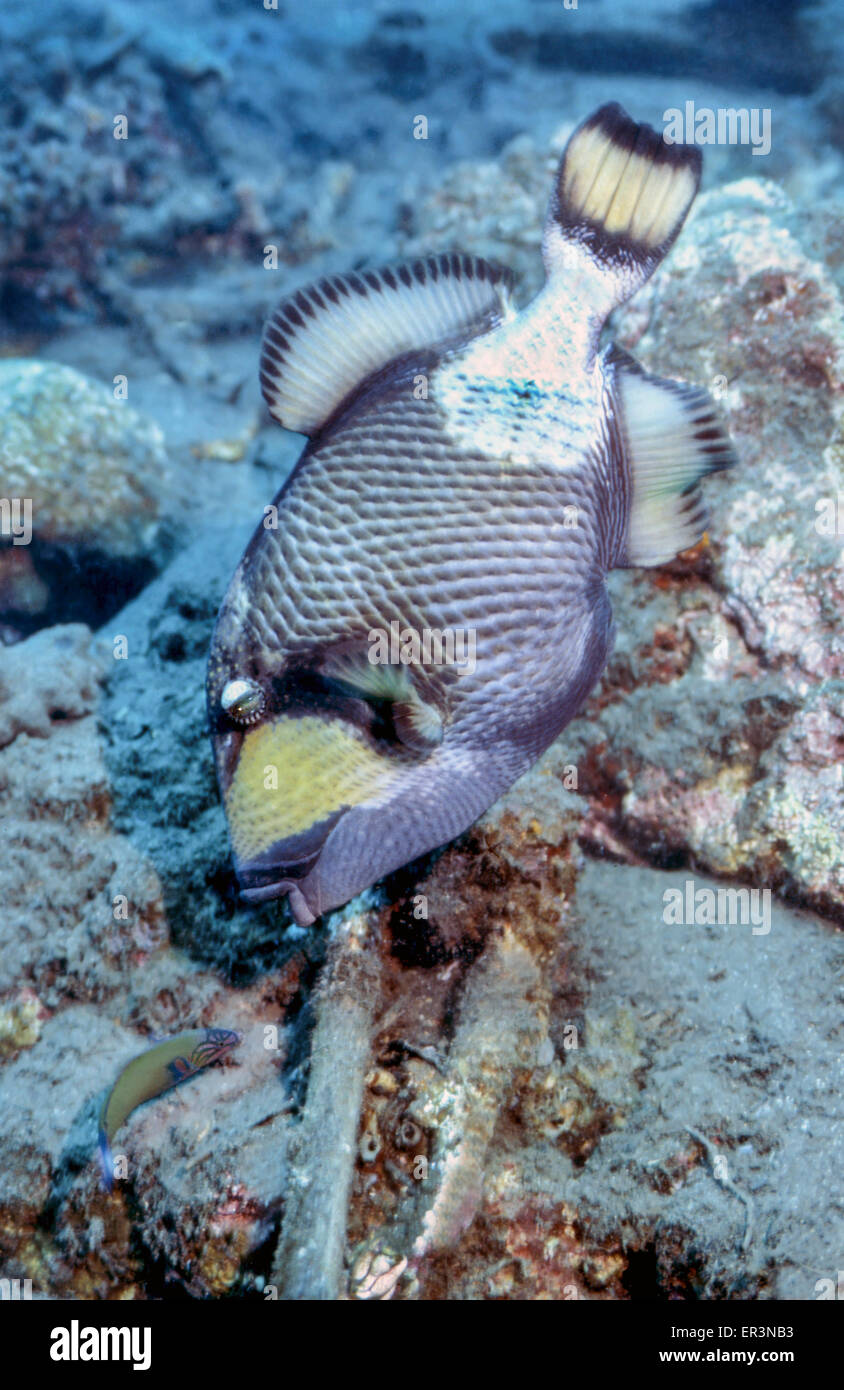 A territorial titan triggerfish faces off with a small wrasse in the ...