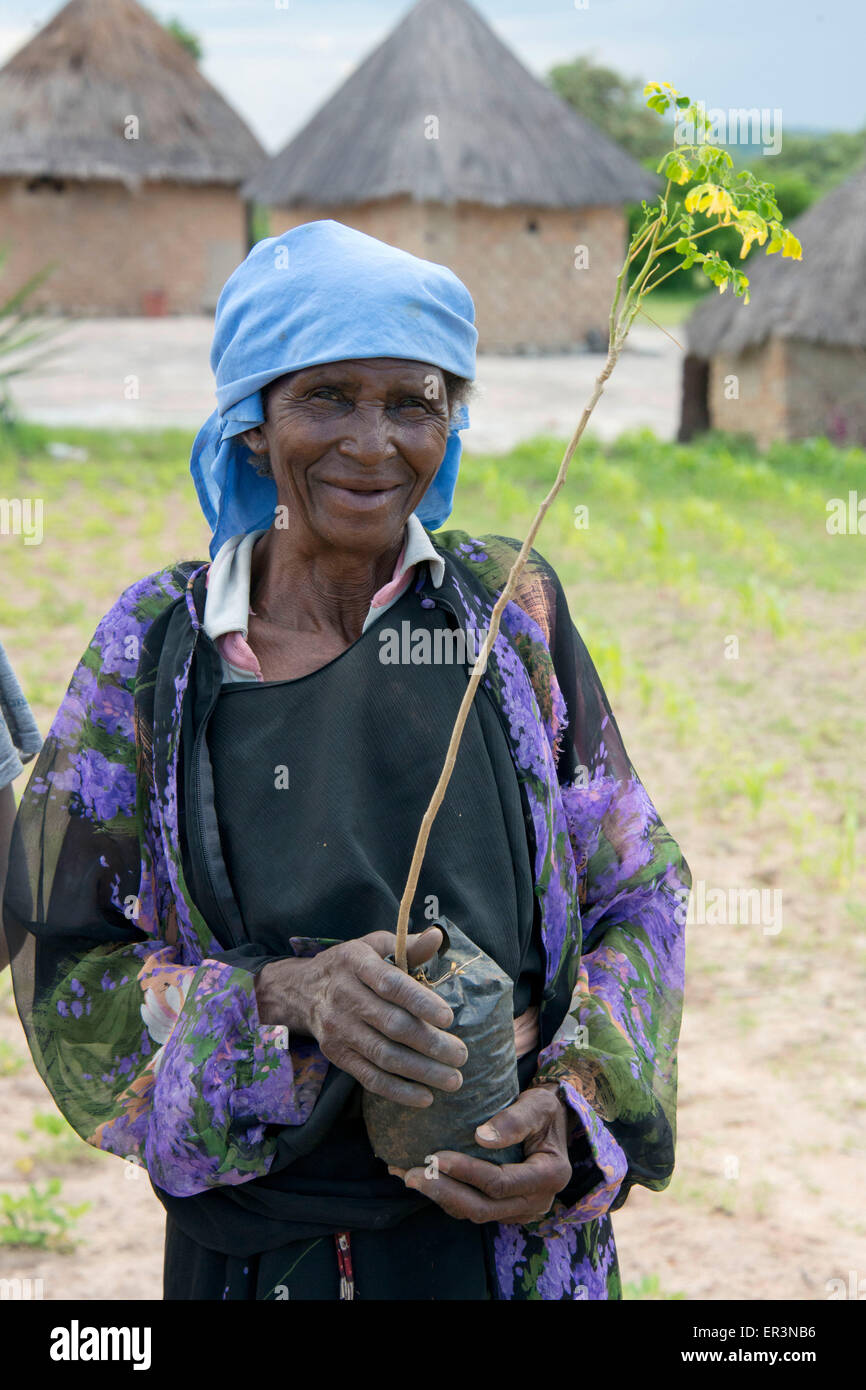 Indigenous tree zimbabwe hi-res stock photography and images - Alamy