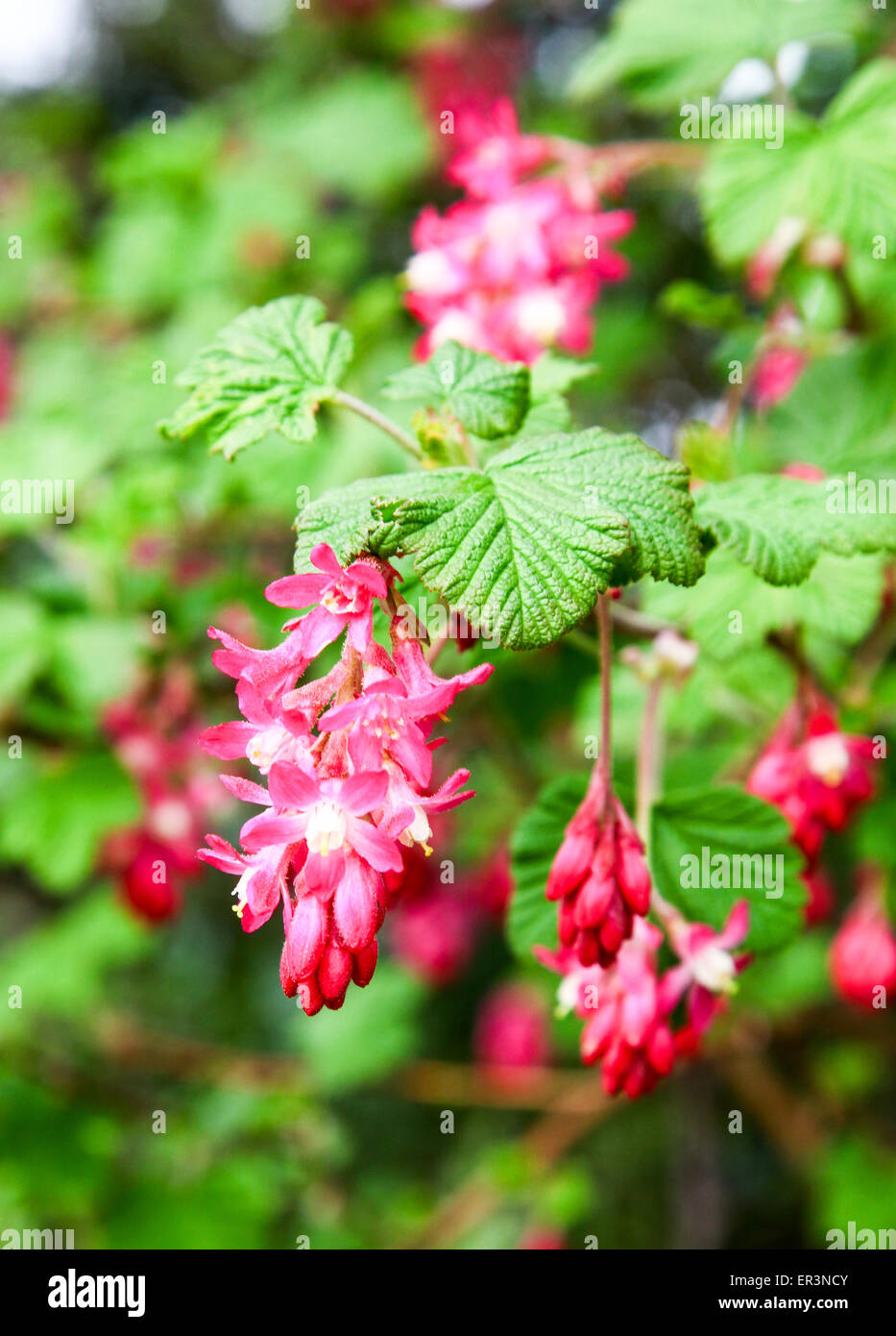 The red flowers of the flowering currant or red-flowering currant ...