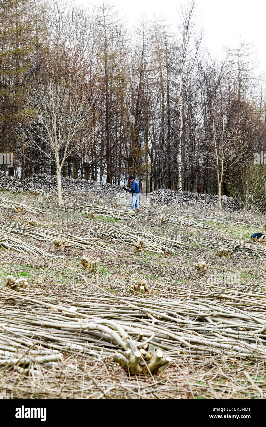 A forester working thinning trees in a wood near to Tissington ...