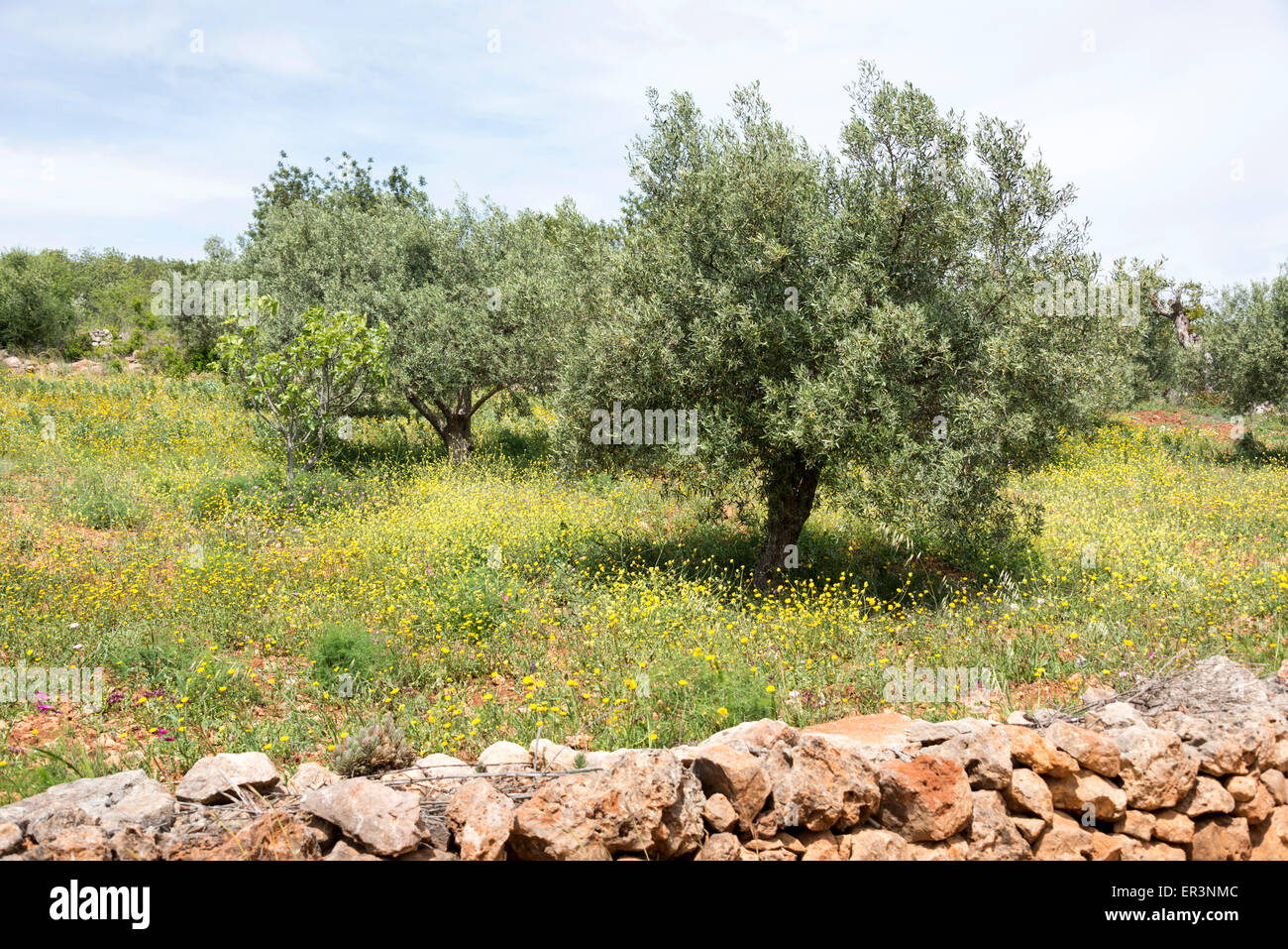 old olive trees and flowers in algarve nature Stock Photo - Alamy