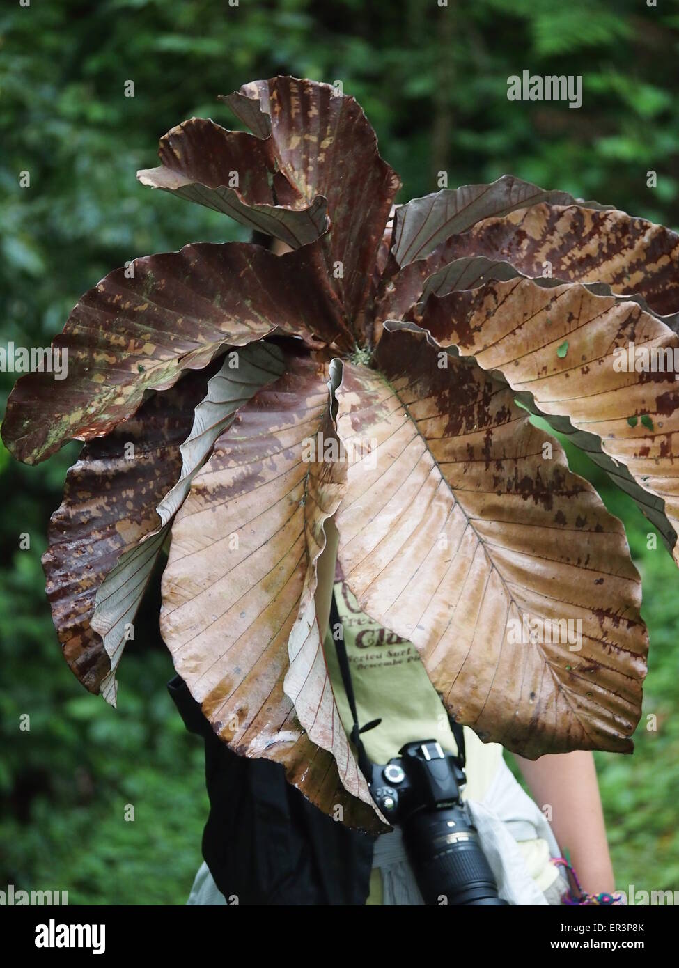 Large rainforest leaf at Monterverde, Costa Rica Stock Photo - Alamy