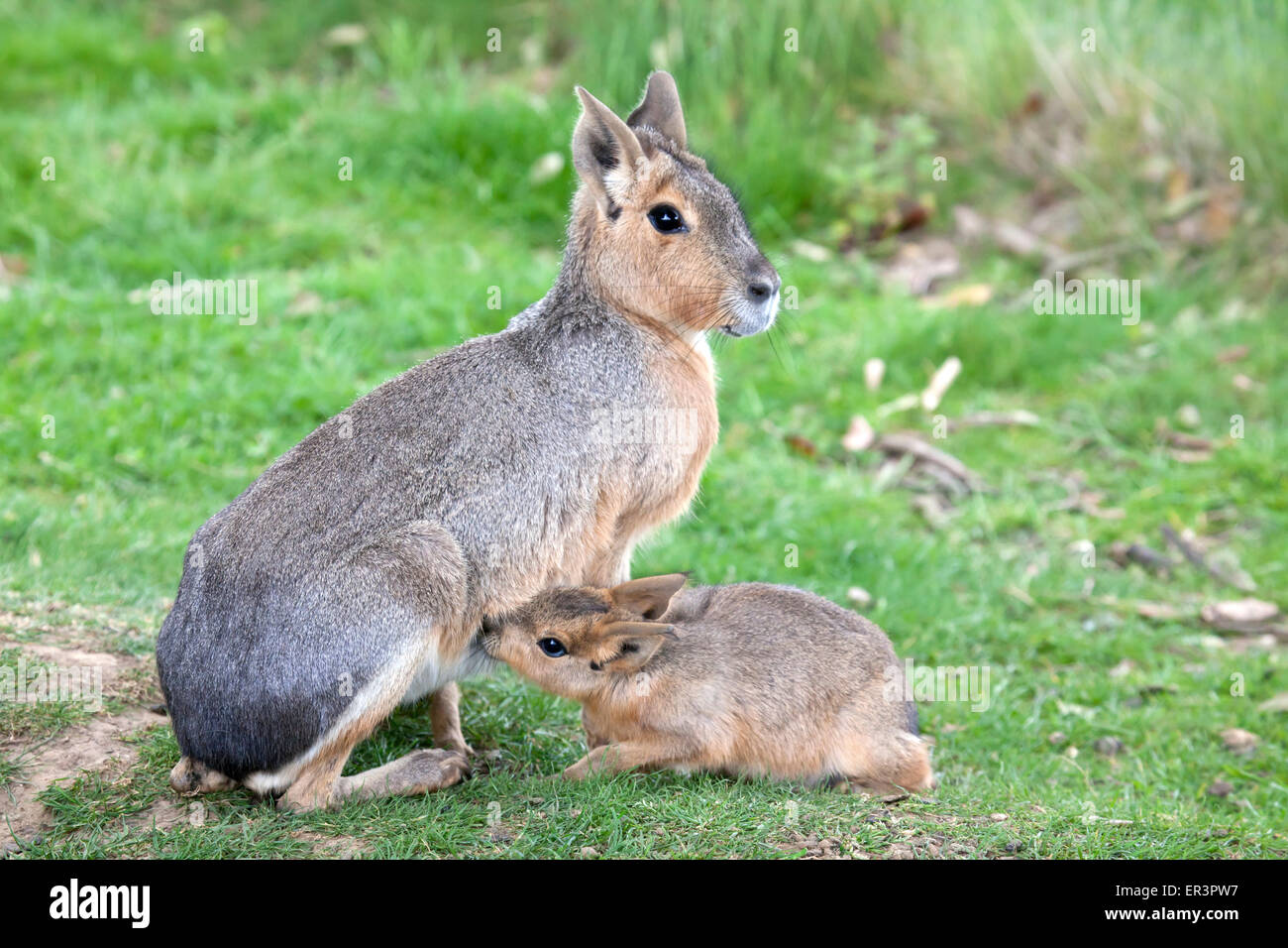 A young Mara suckling feeding from its Mother Stock Photo - Alamy