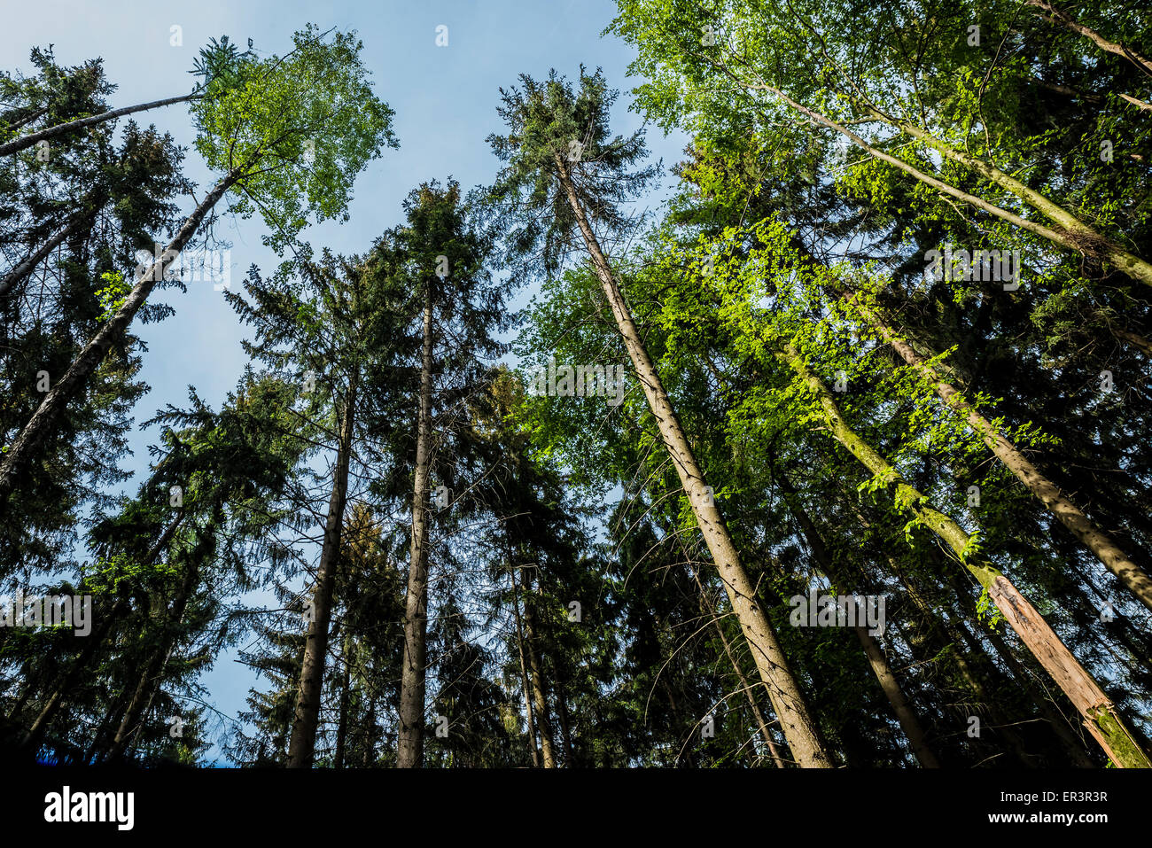 Top of the trees in the woods Stock Photo - Alamy