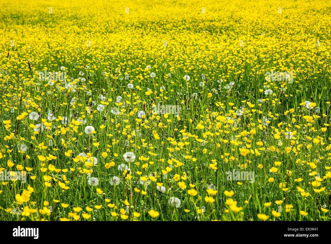 Field covered with wild flowers Stock Photo - Alamy