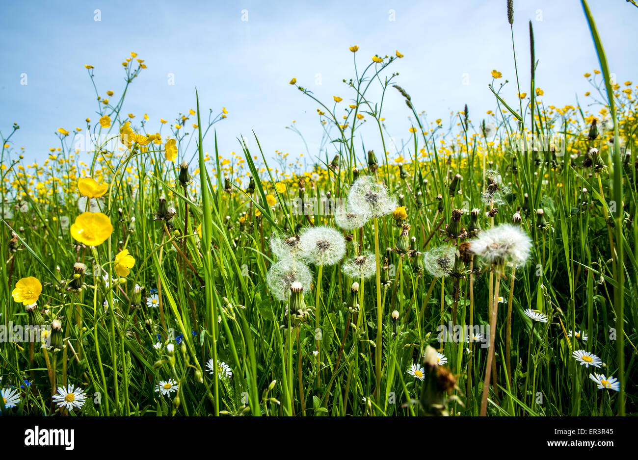 Field covered with wild flowers Stock Photo - Alamy