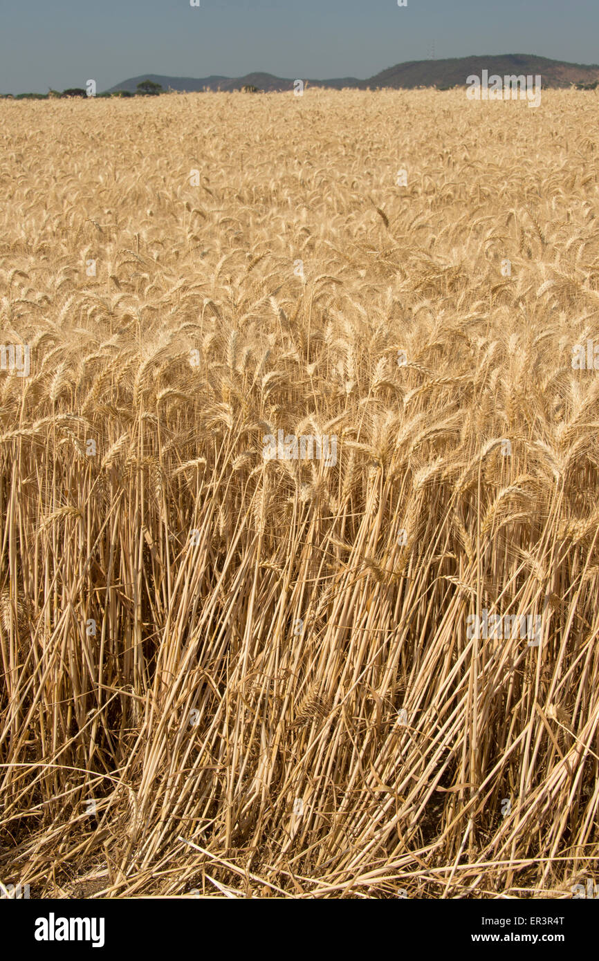 Food stability hi-res stock photography and images - Alamy