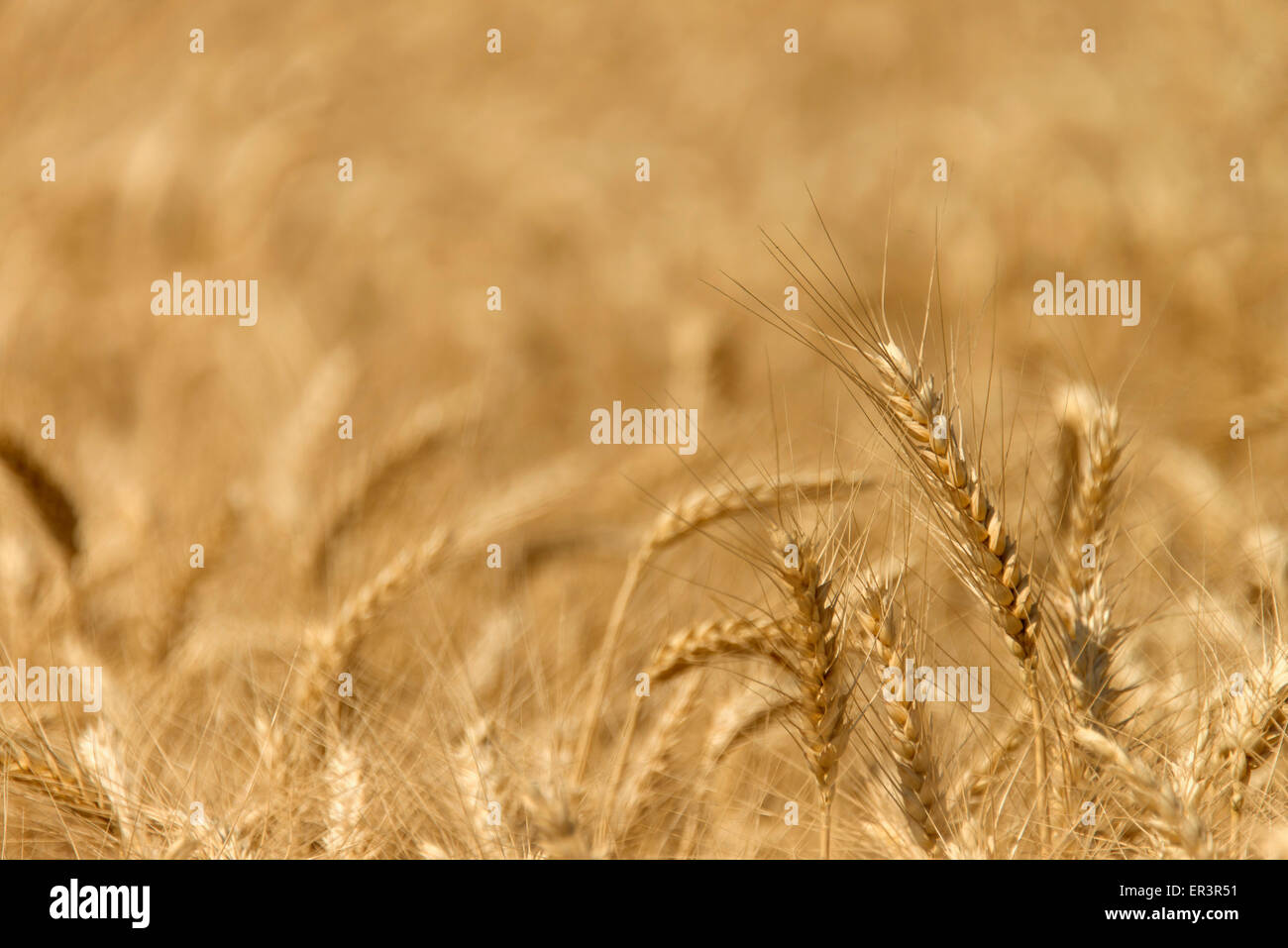 Food stability hi-res stock photography and images - Alamy