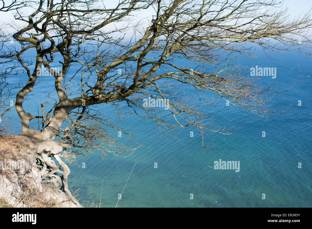 Tree hanging off a cliff on moens klint in denmark Stock Photo - Alamy