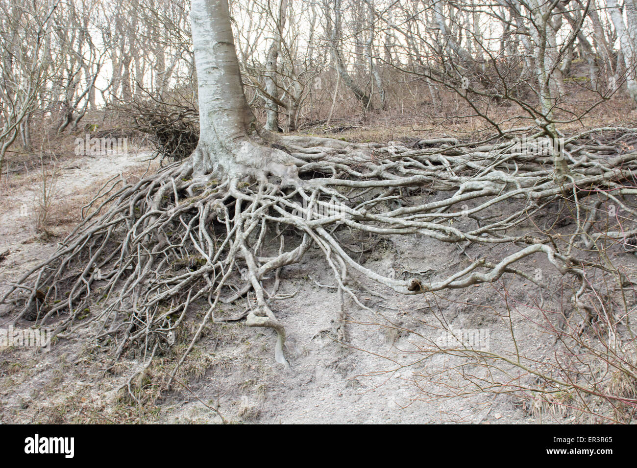 Hanging off cliff hi-res stock photography and images - Alamy