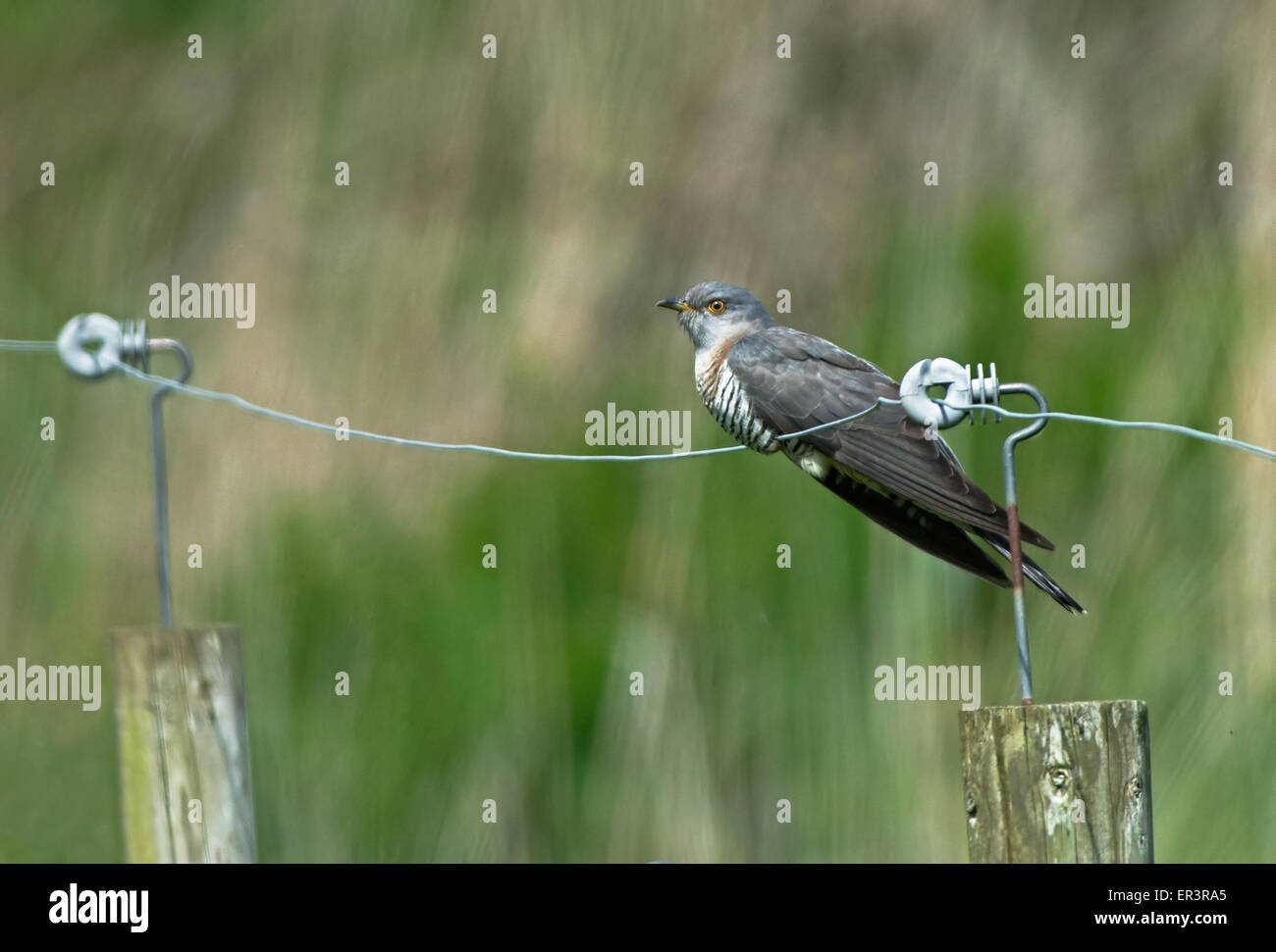 Cuckoo-Cuculus canorus, Spring, Uk Stock Photo - Alamy