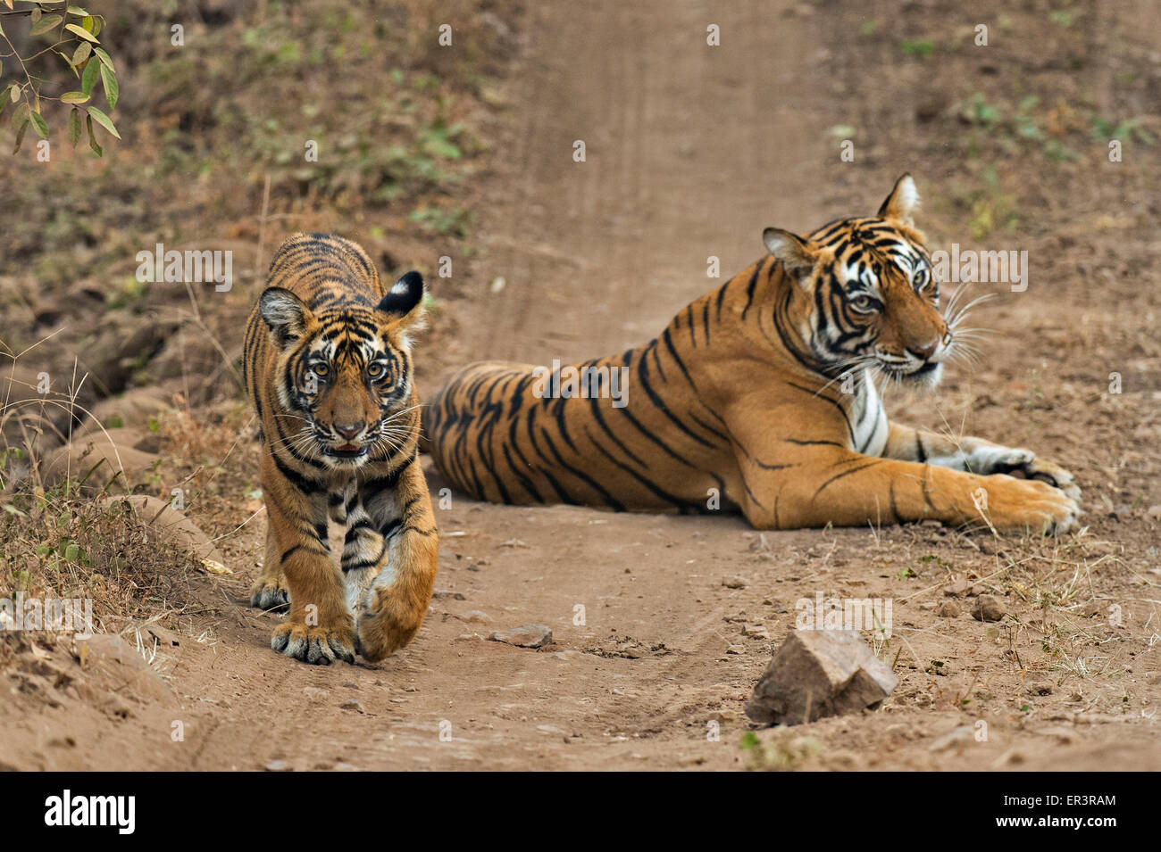 Wild mother Bengal tigress sitting on a forest path, while her cub ...