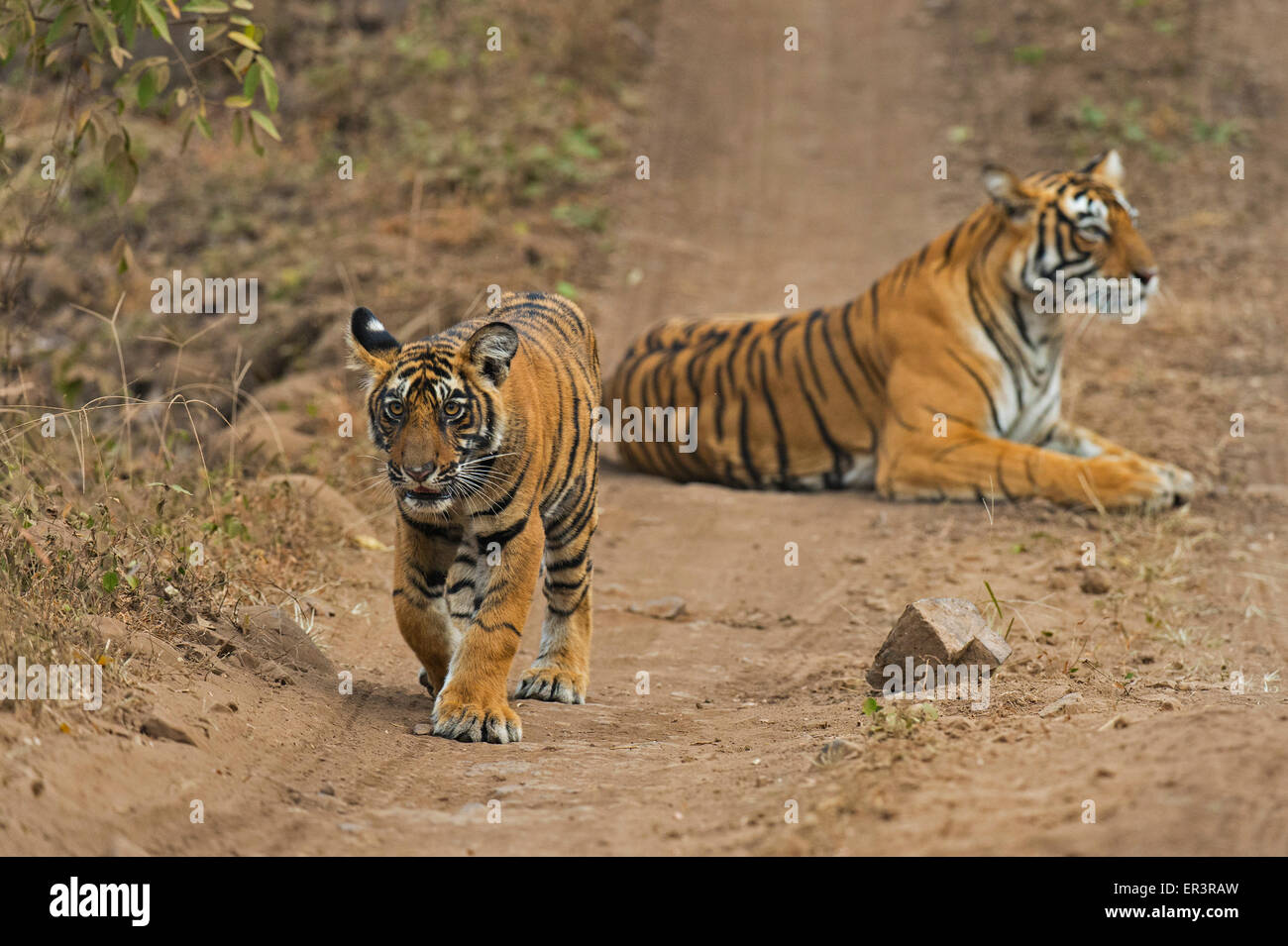 Wild mother Bengal tigress sitting on a forest path, while her cub ...