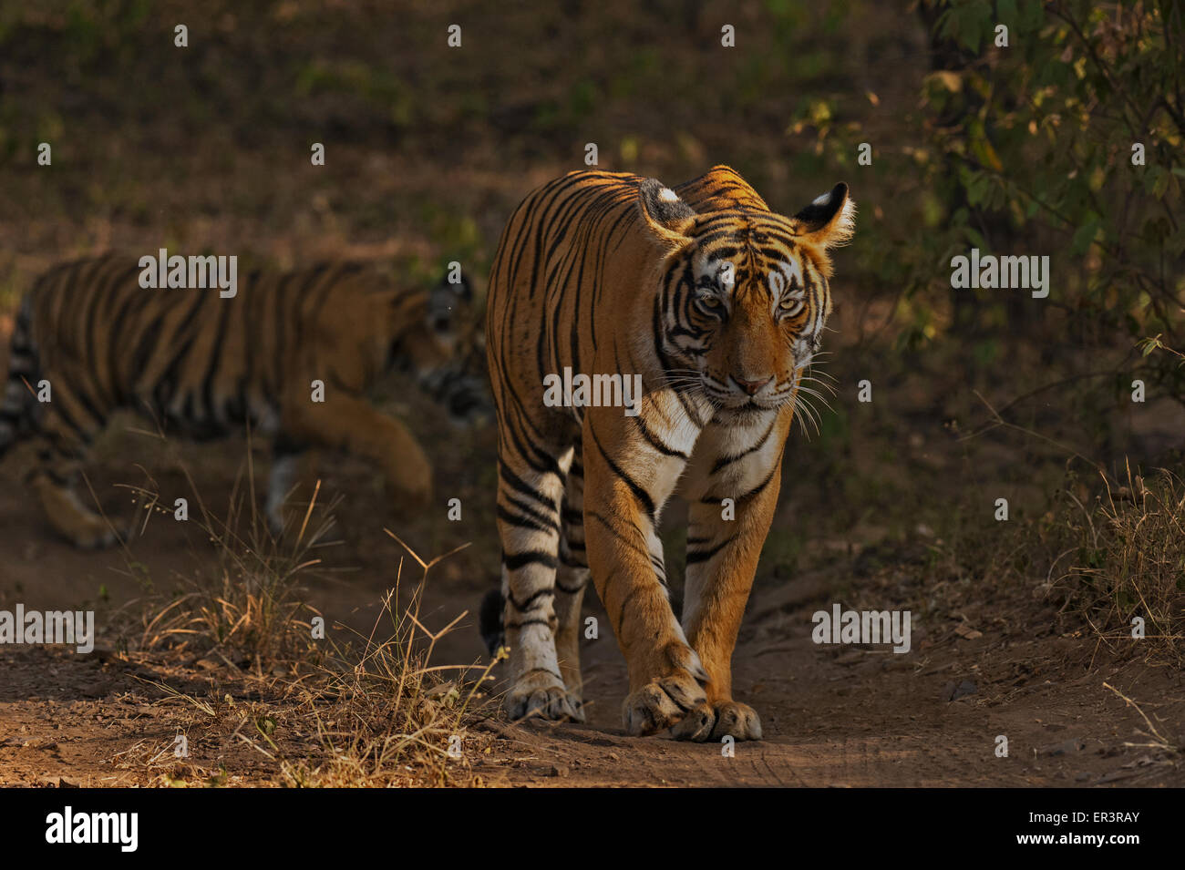 Wild mother Bengal tigress and her young cub walking on a forest track ...