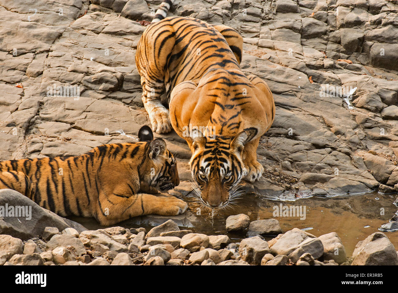 Bengal tiger tigers tigress cub mother hi-res stock photography and ...