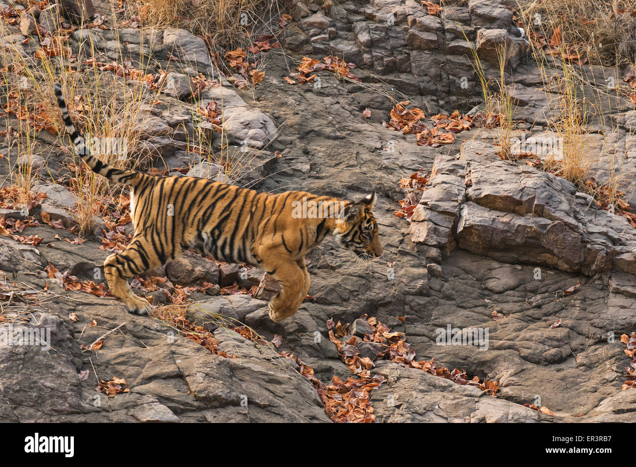 Running bengal tiger hi-res stock photography and images - Alamy