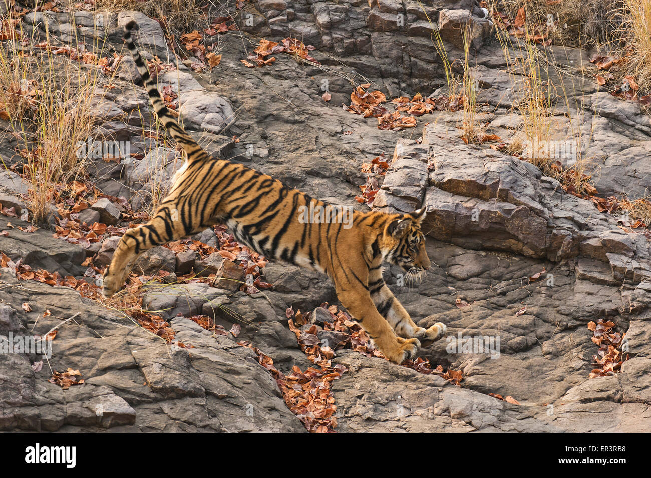 Wild Bengal tiger cub running on a rocky hill in Ranthambhore tiger ...