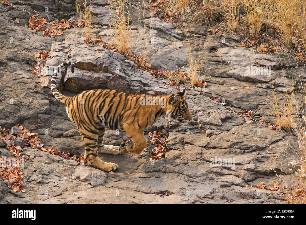 India tiger bengal running hi-res stock photography and images - Alamy
