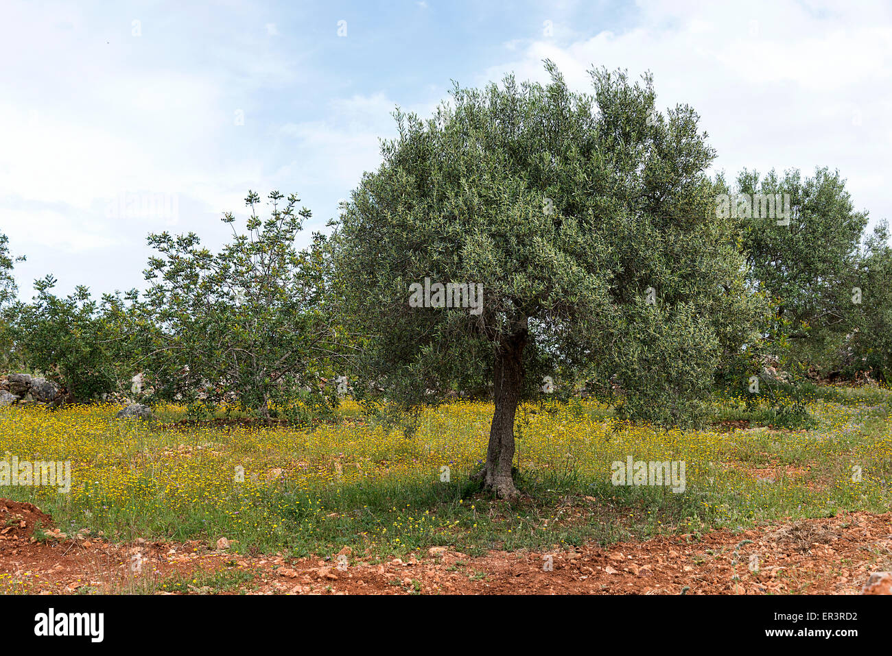 old olive trees and flowers in algarve nature Stock Photo - Alamy