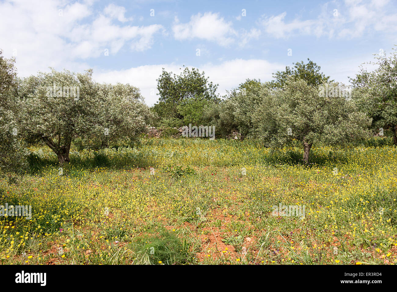 old olive trees and flowers in algarve nature Stock Photo - Alamy