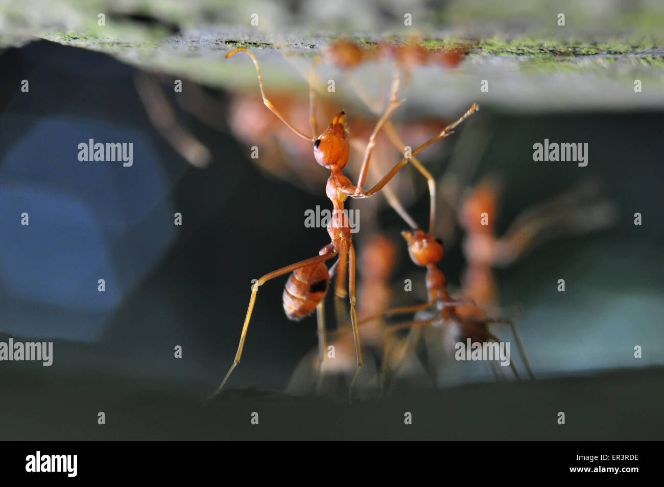 Weaver ants (genus Oecophylla) are eusocial insects of the family ...