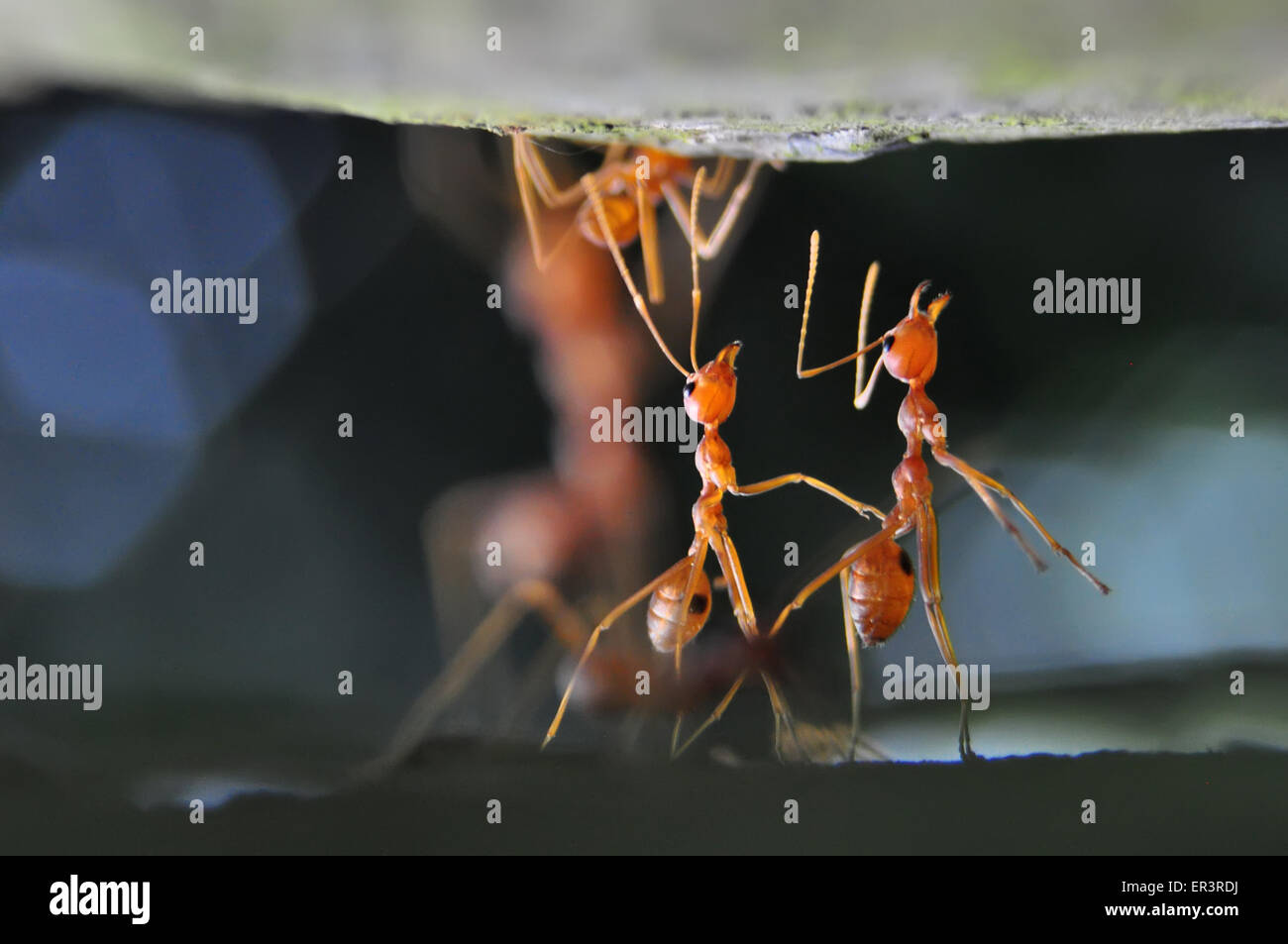 Weaver ants (genus Oecophylla) are eusocial insects of the family ...